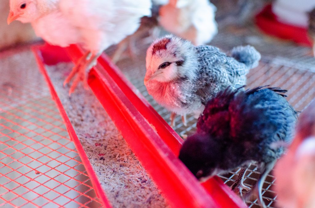How to Set Up Your Outdoor Chicken Brooder - Backyard Poultry